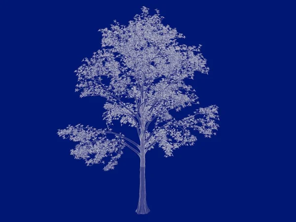 3d rendering of an outlined tree blueprint isolated on blue back ...