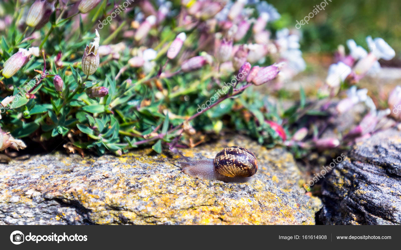 Snail crawling on a hard rock texture in nature; brown striped s ...