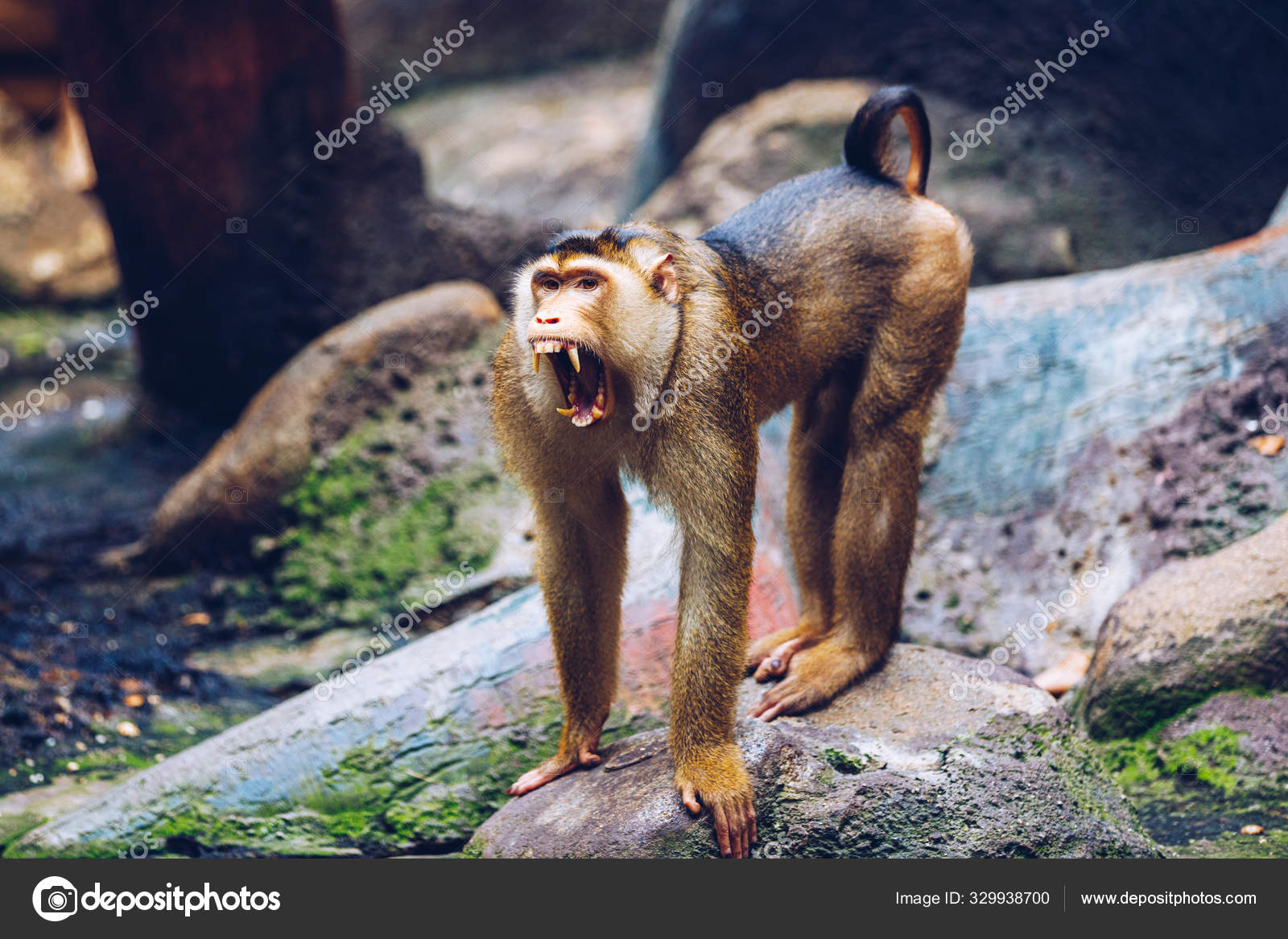 Macaco de cola de cerdo del sur (Macaco de cola de cerdo o Sunda ...