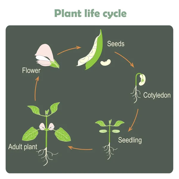 Flower Plant Life Cycle Isolated Whit Background Education Illustration ...