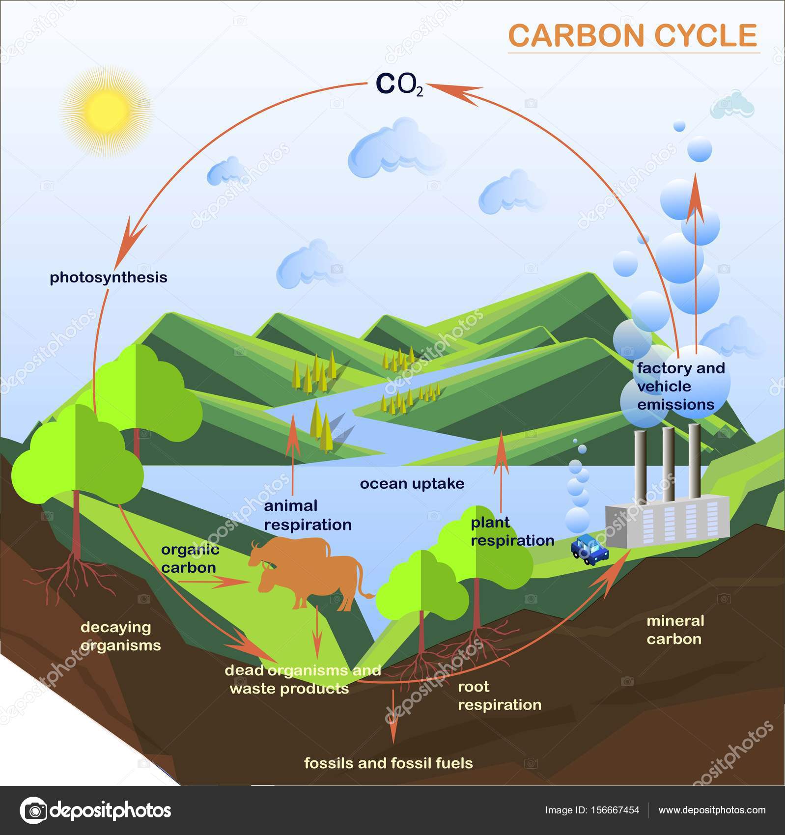 Scheme Of The Carbon Cycle Flats Design Stock Vector Illustration — Stock Vector © Katimusukr