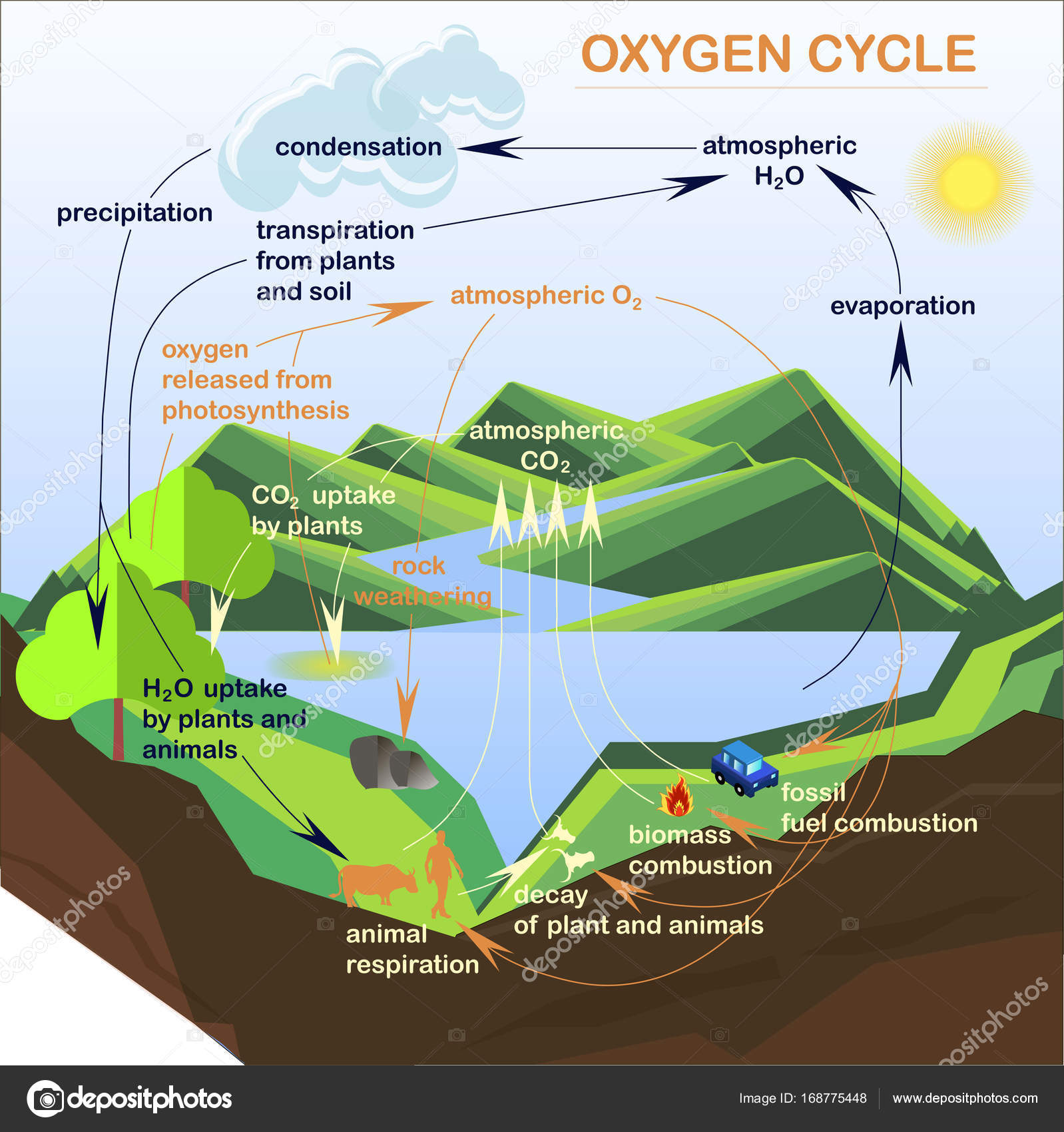 Scheme of the Oxygen cycle, flats design stock vector illustration ... Scheme of the Oxygen cycle, flats design stock vector illustration ...