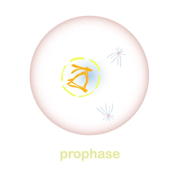Profase parte del esquema del ciclo celular de la mitosis. Objeto ...