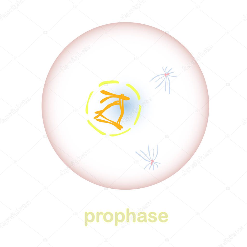 Profase parte del esquema del ciclo celular de la mitosis. Objeto ...