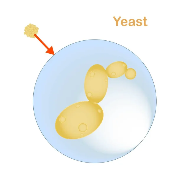 Yeast Cell