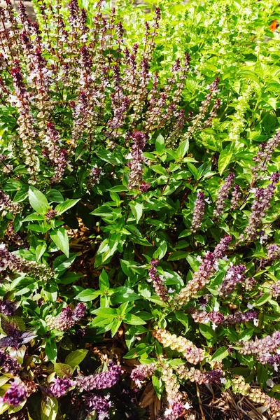 Fresh aromatic herbs basil plant in the garden - Stock Image - Everypixel
