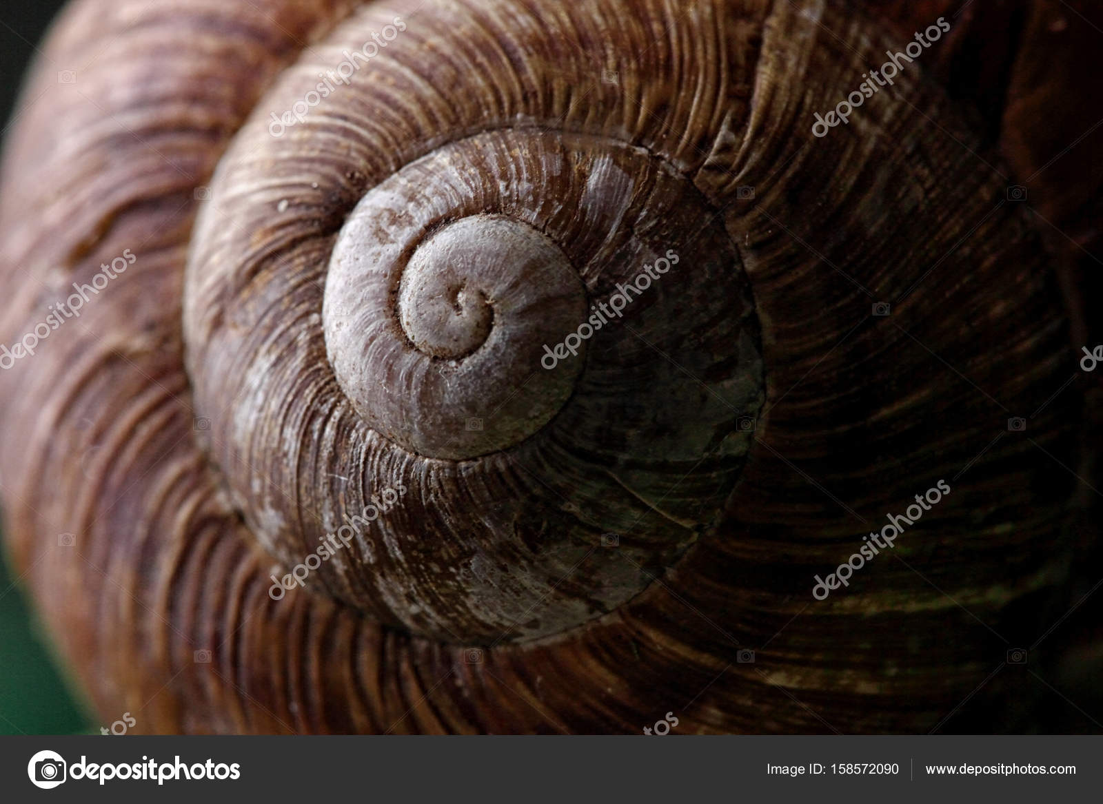 Snail Shell Texture