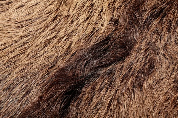 Wild boar fur texture, wildlife animal, close up Stock Photo by ...
