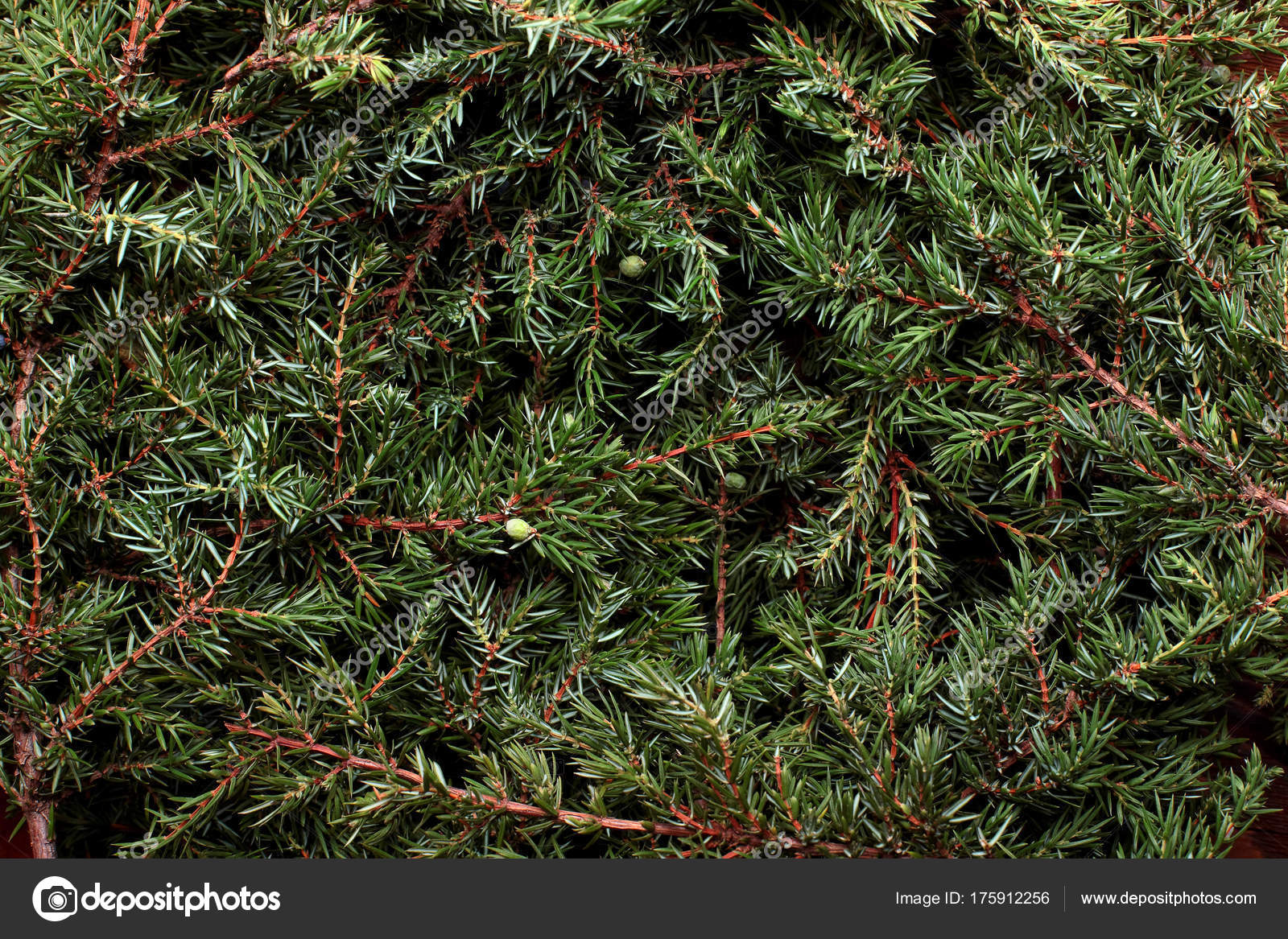 Creeping juniper.Texture. Background. Green leave texture.Nature layout — Stock Photo ...