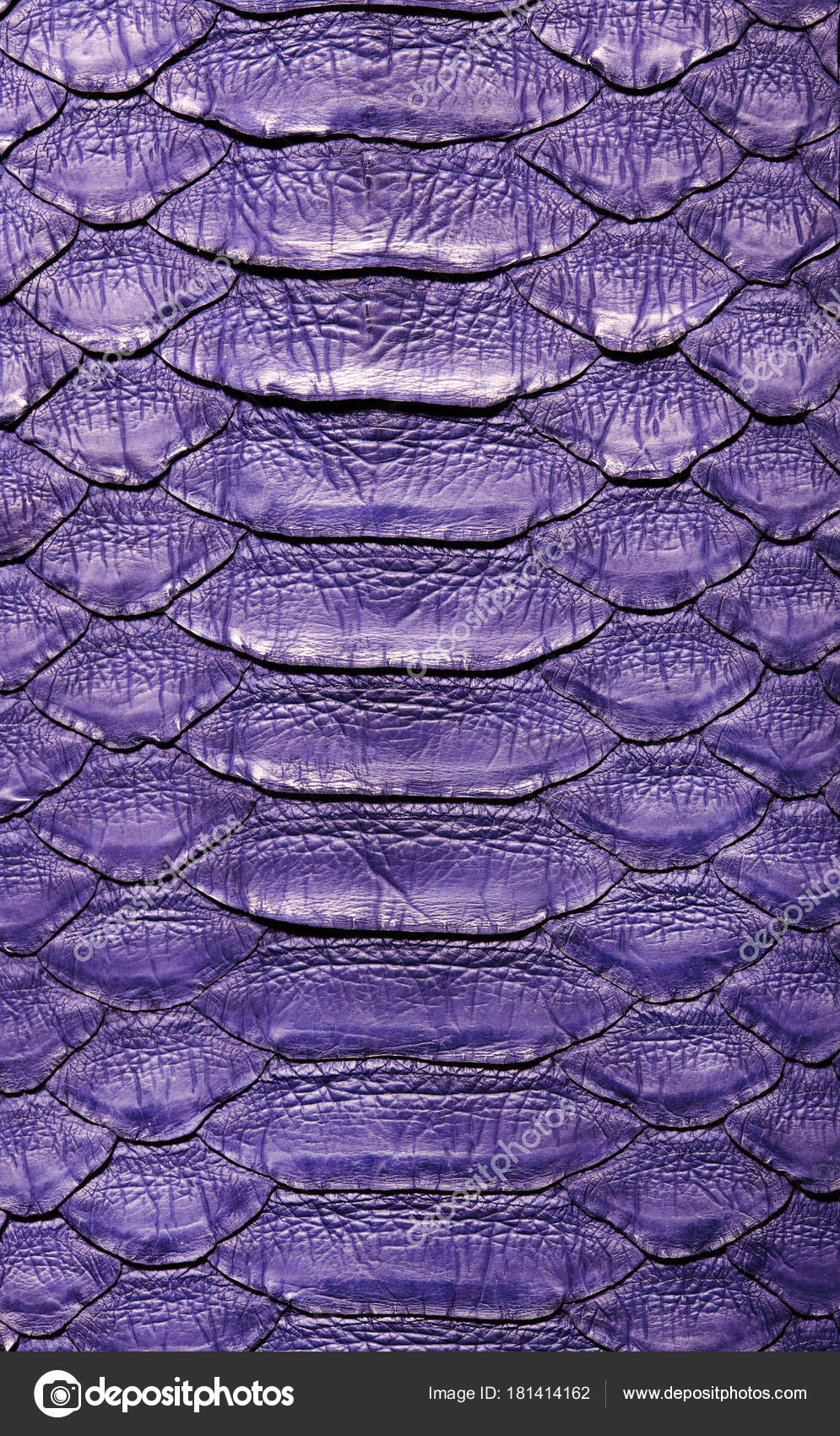 Snake python skin .Violet.Texture. close up for background and ...