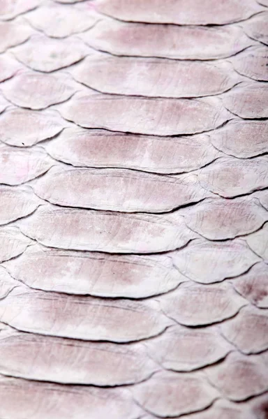 Red snake Stock Photos, Royalty Free Red snake Images | Depositphotos