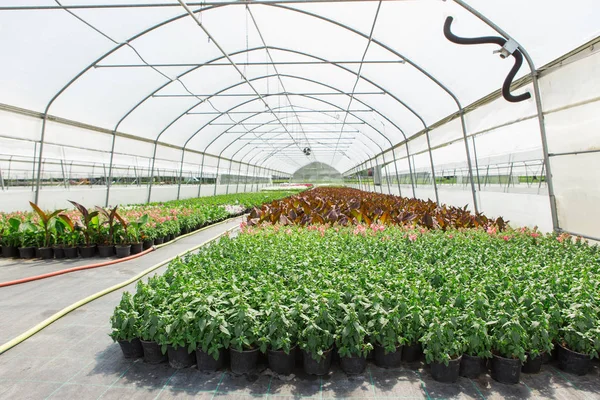 Smart greenhouse Stock Photos, Royalty Free Smart greenhouse Images | Depositphotos