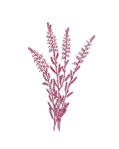 Hand drawn heather — Stock Vector © Ezhevica #140960674