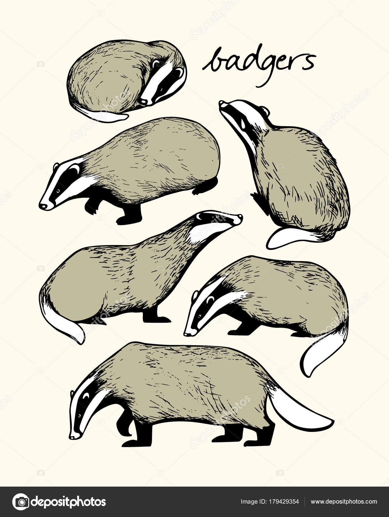 Hand drawn badgers Stock Vector Image by ©Ezhevica #179429354