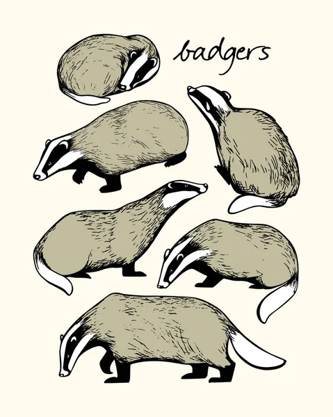 Badger sketch, Royalty-free Badger sketch Vector Images & Drawings ...