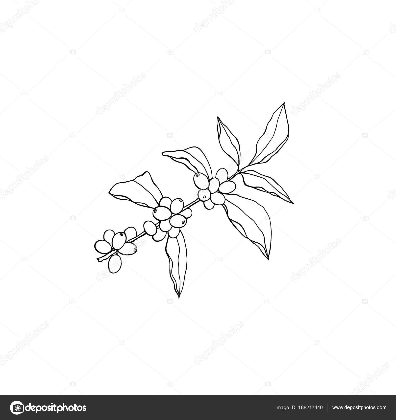 Coffea Coffee Logo Clipart