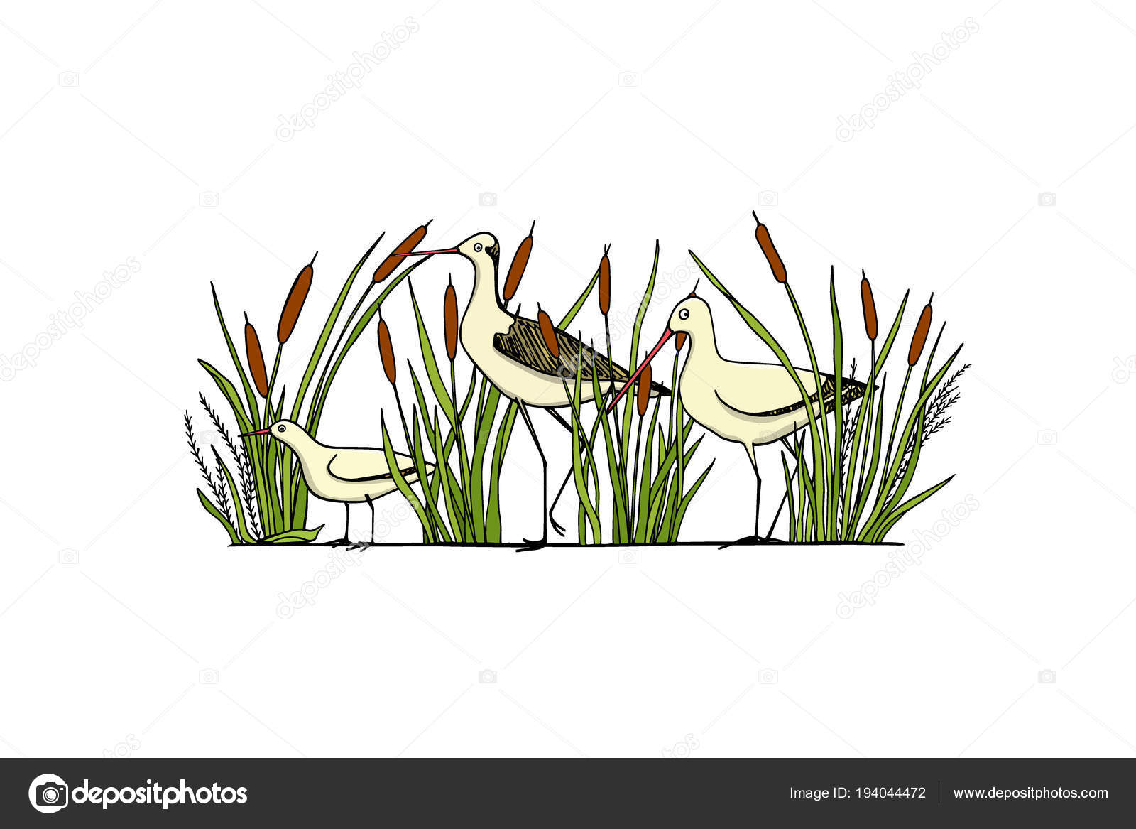 Hand drawn shorebirds Stock Vector Image by ©Ezhevica #194044472