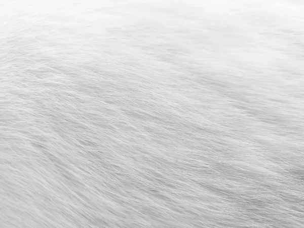 Dirty fur Stock Photos, Royalty Free Dirty fur Images | Depositphotos