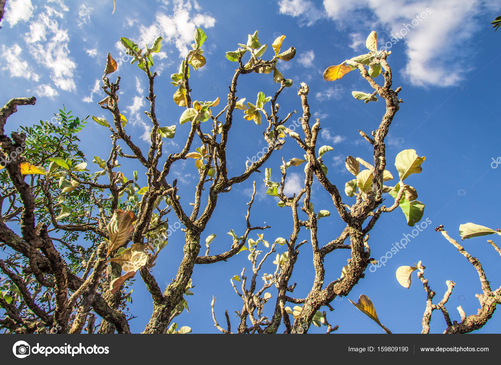 Cerrado Tree in Pirenopolis — Stock Photo © barkstudio #159809190