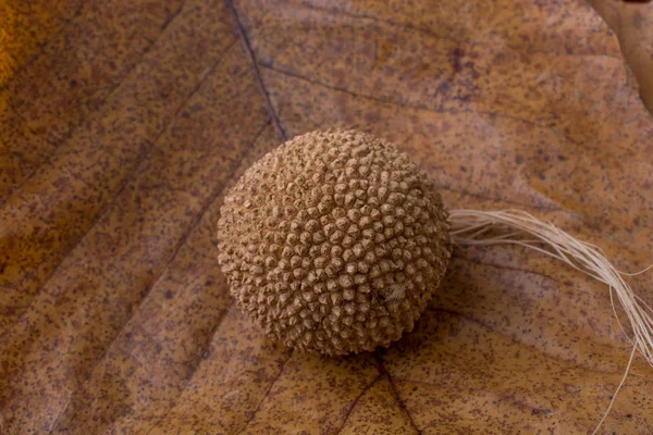 Sycamore fruit Stock Photos, Royalty Free Sycamore fruit Images ...