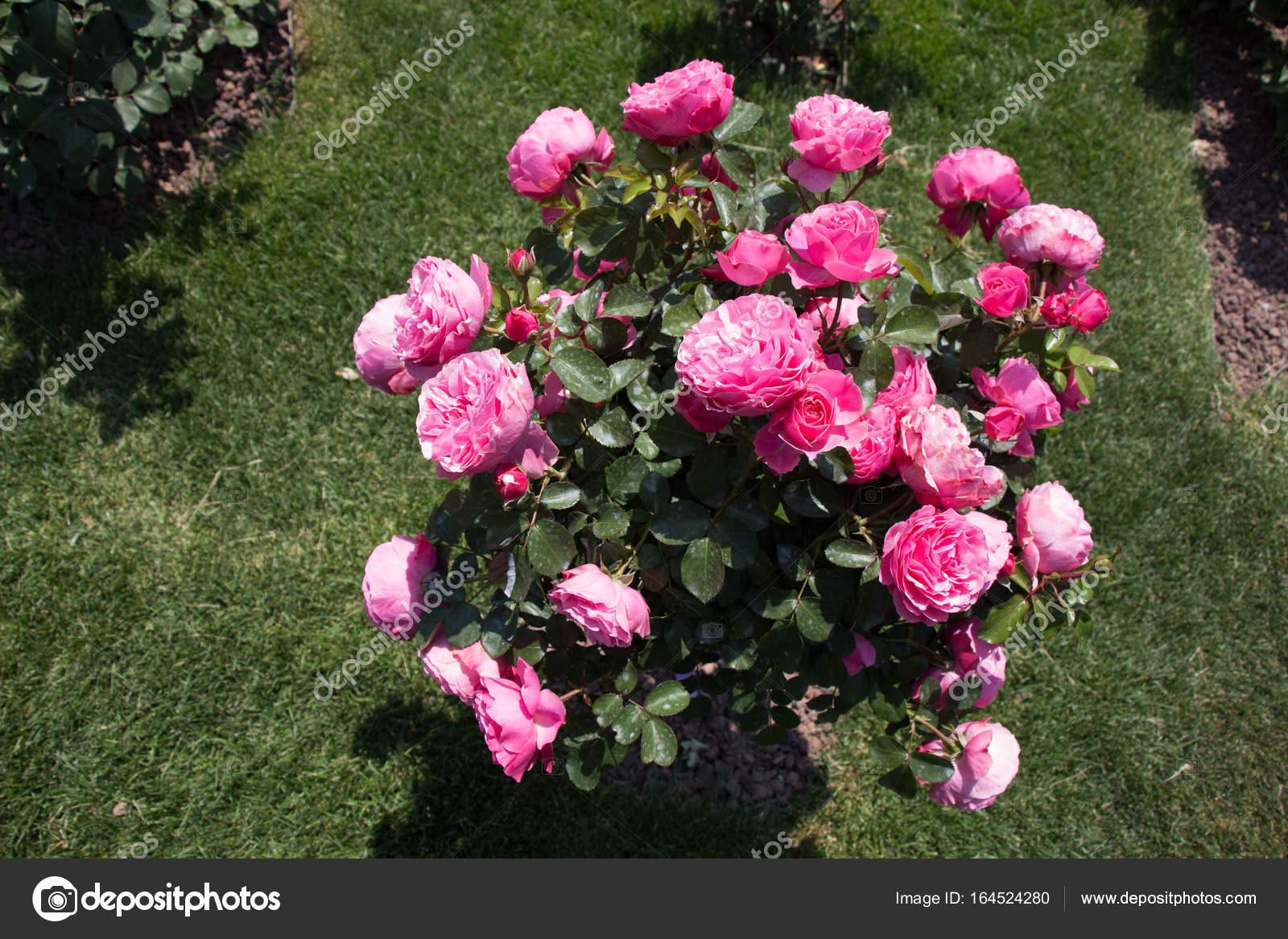 Rose Tree Pink Roses Rose Garden Stock Photo by ©turgayada.hotmail.com ...