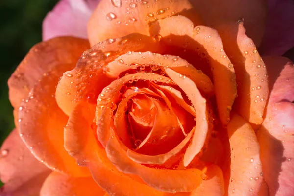 Rose golden color Stock Photos, Royalty Free Rose golden color Images ...