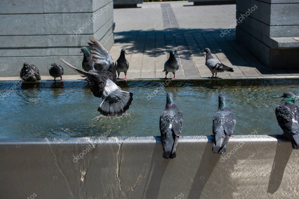 Palomas bebiendo agua de la fuente en el parque de la ciudad 2024