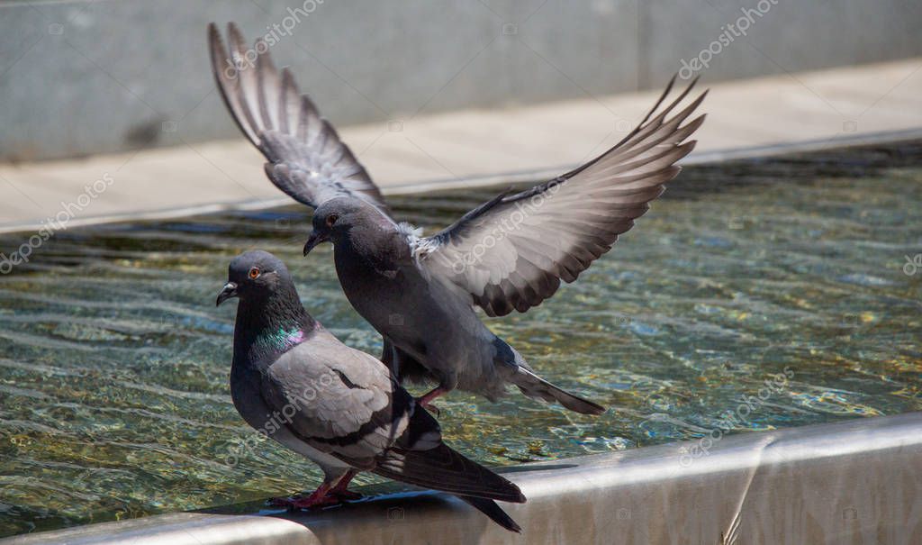 Palomas bebiendo agua de la fuente en el parque de la ciudad 2022