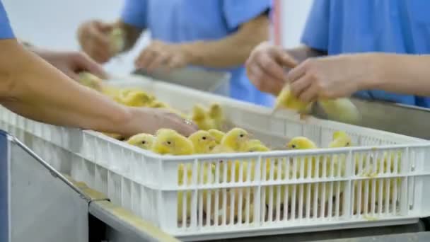 Chicken farm workers sorting chicks at a modern conveyor. — Stock Video ...