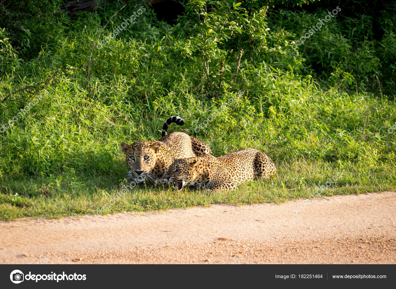 Wild african leopards. A leopard couple. Sri Lankan leopards, Pa ...