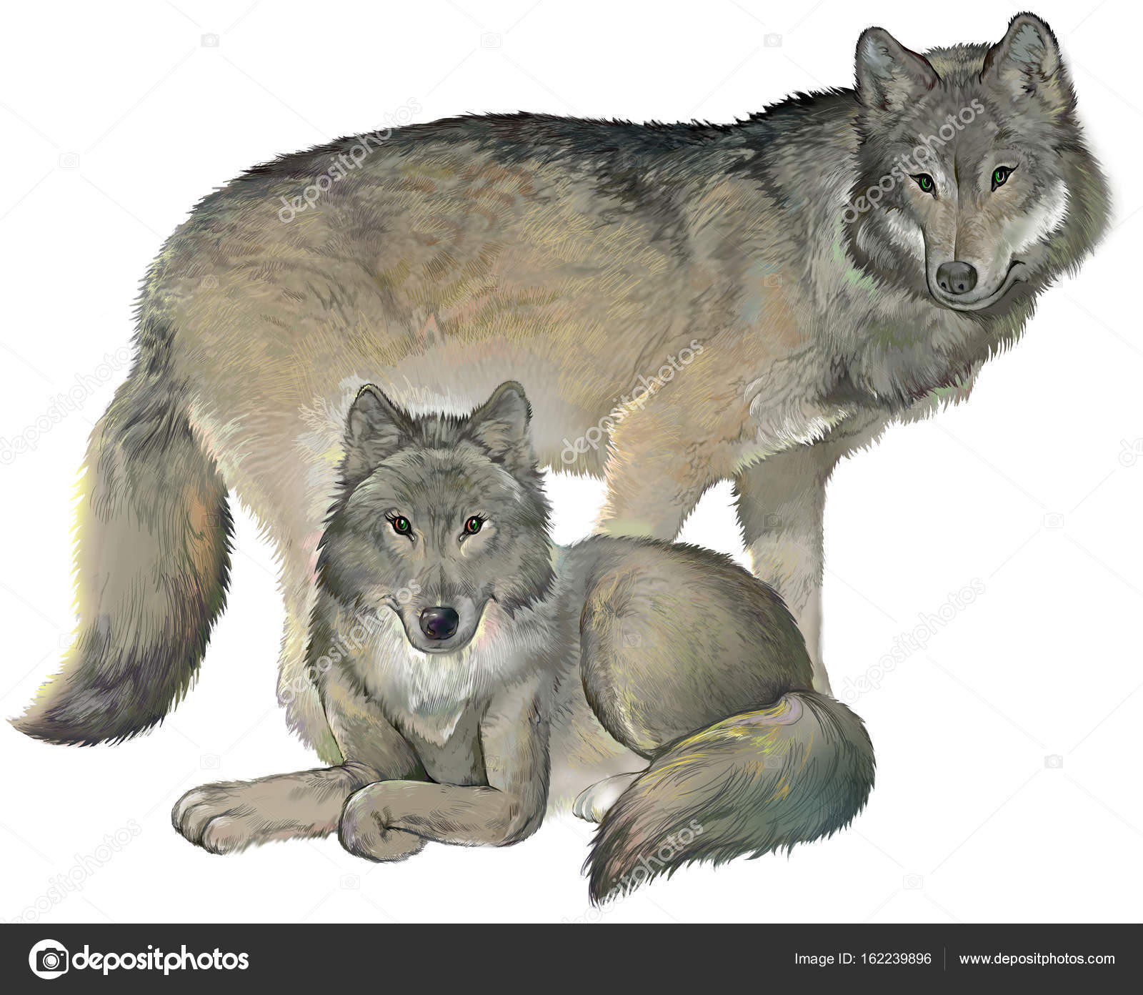 Two gray wolves on the white background. Stock Illustration by ...