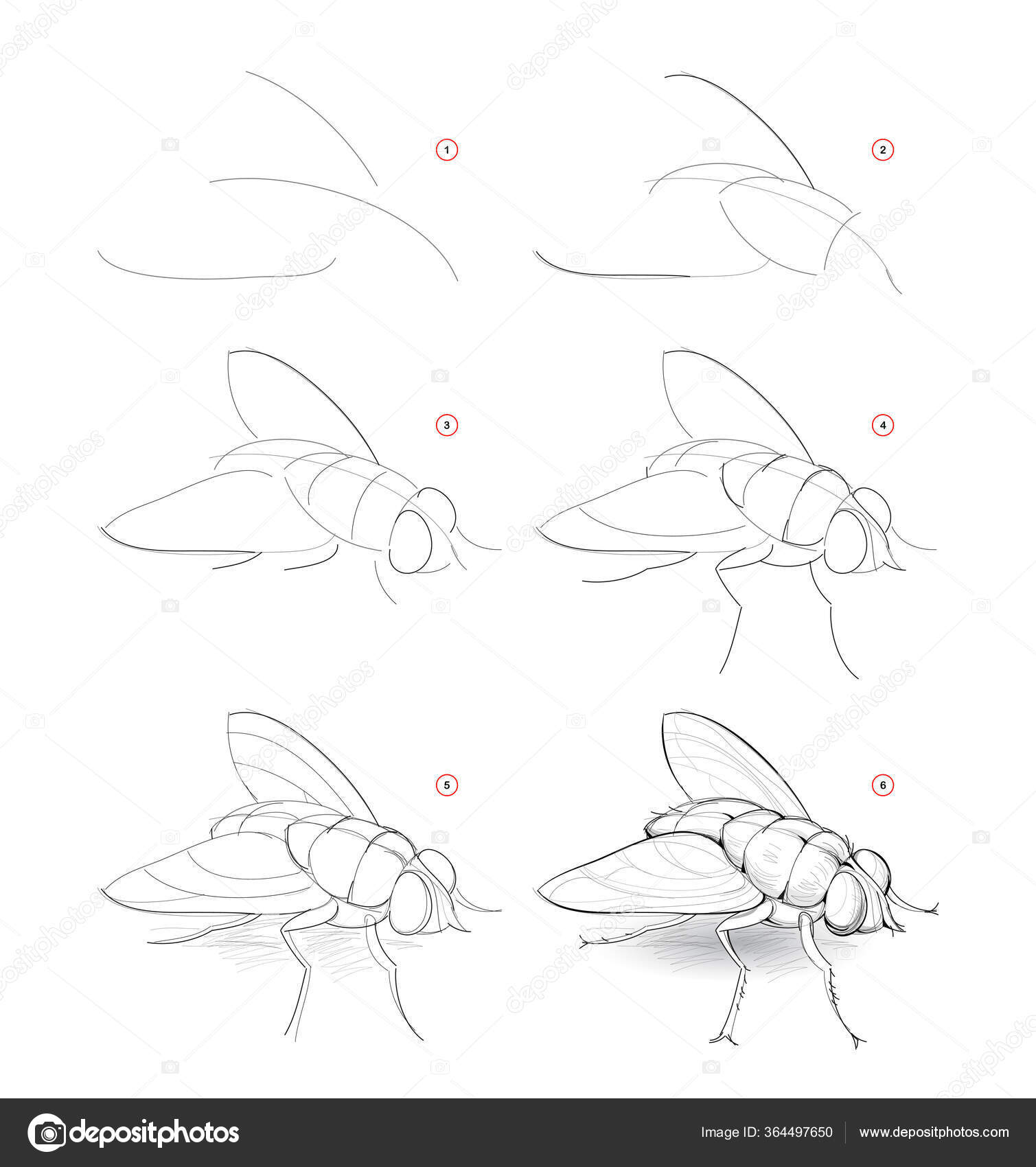 Cómo Dibujar Boceto Mosca Creación Paso Paso Dibujo Lápiz Insecto ...