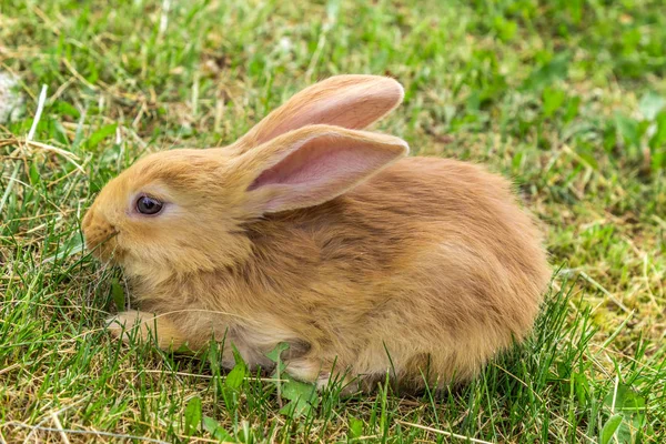 Lapin roux images libres de droit, photos de Lapin roux | Depositphotos