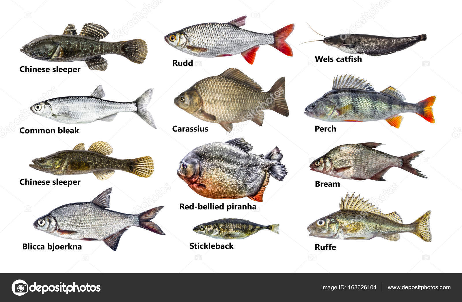 Turkish retail Van Kitten 0329 Turkish Vans