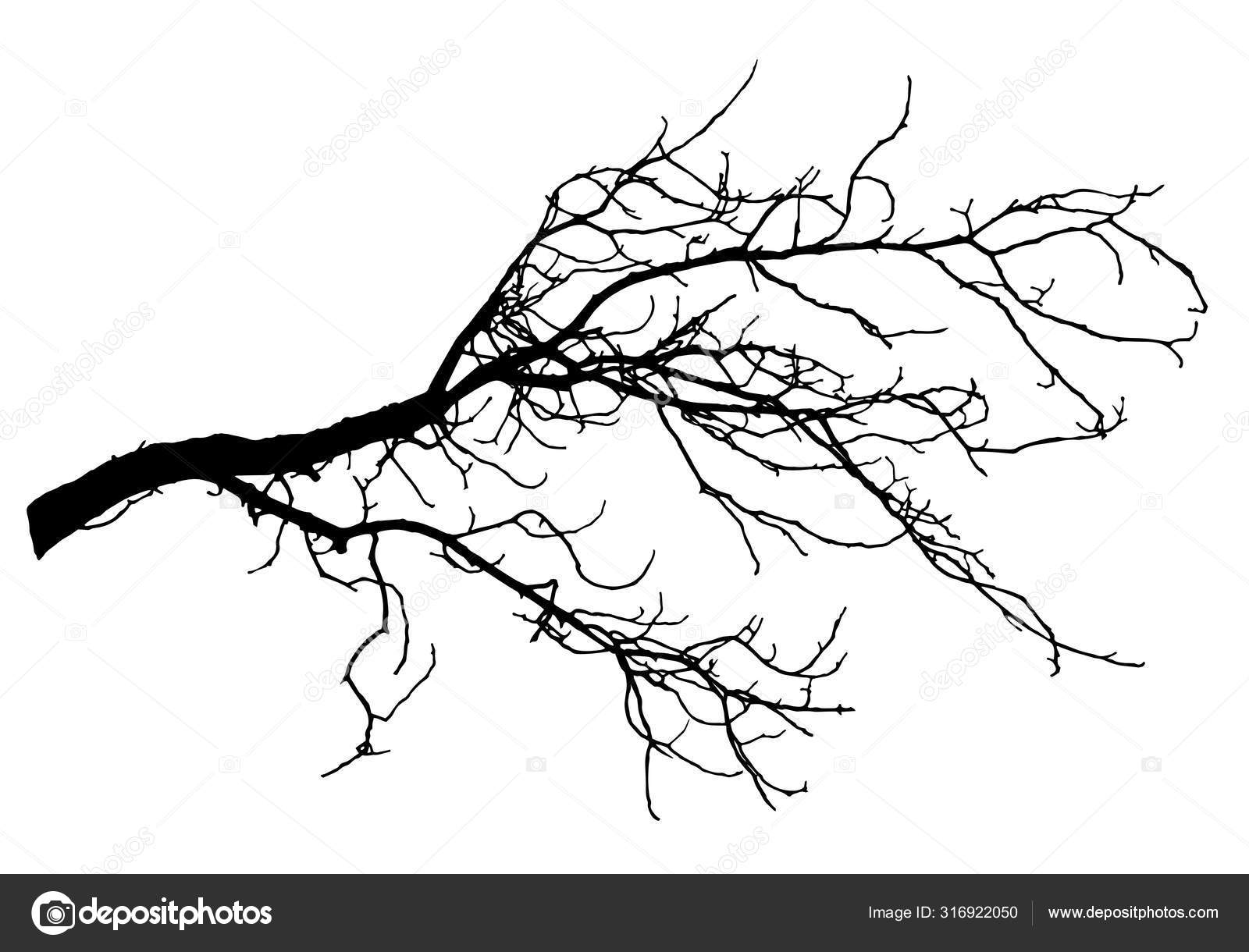 Chestnut tree branch silhouette, vector illustration. Stock Vector by ...