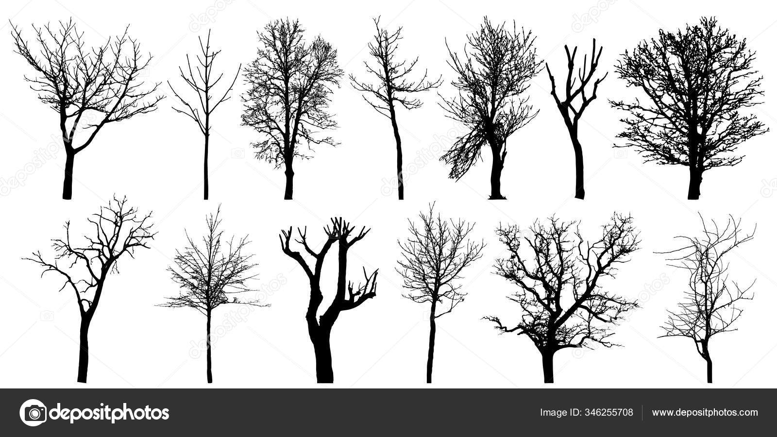 Bare Maple Tree Silhouette