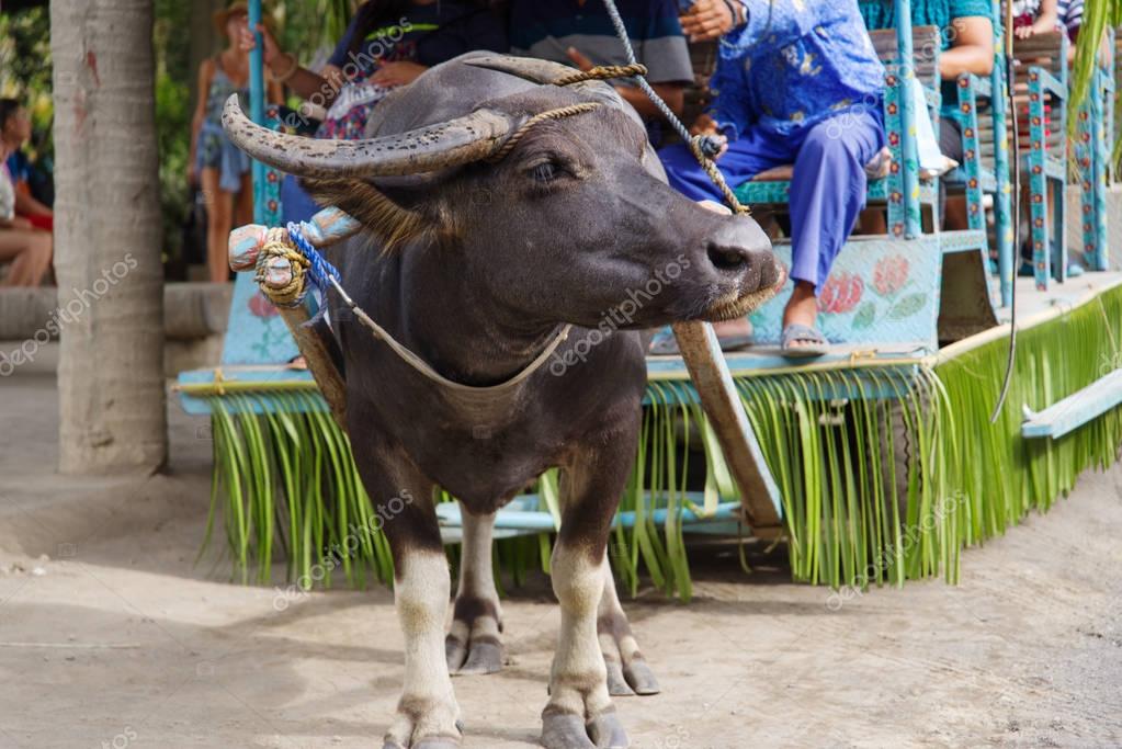 July 15,2017 ride on carabao wagons at villa escudero , Laguna ...
