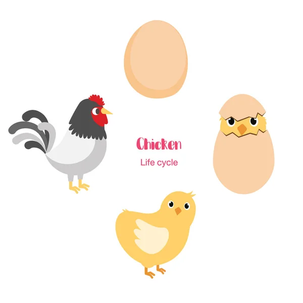 Chicken Life Cycle Vector Images Royalty Free Chicken Life Cycle