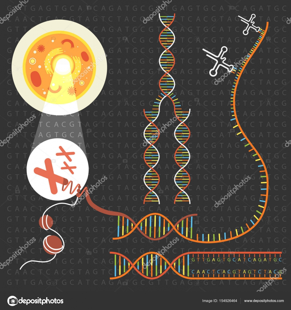 Genetics DNA structure Stock Vector Image by ©pui2motif.gmail.com #154926464