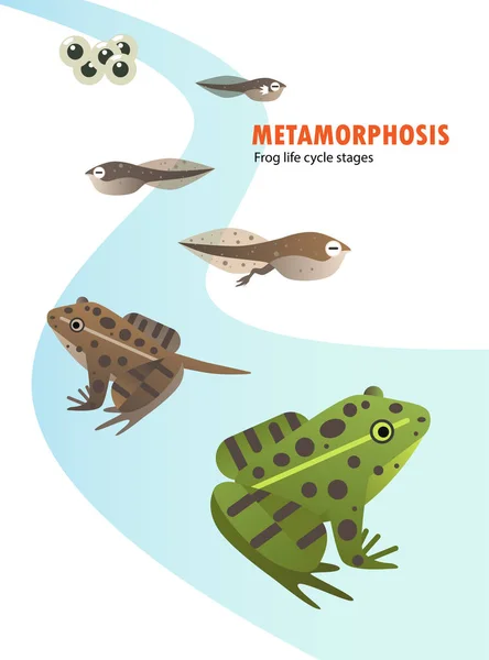 172 Frog life cycle Vector Images | Depositphotos