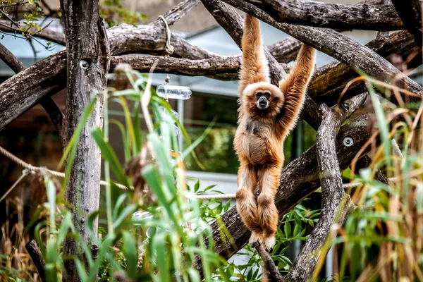 A small gibbon hangs on a branch, holding hands. - Stock Image - Everypixel