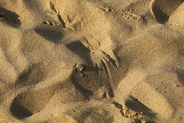 Snapping turtle footprint Stock Photos, Royalty Free Snapping turtle ...