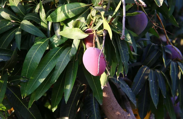 Las plantas de mango Stock Photos, Royalty Free Las plantas de mango ...