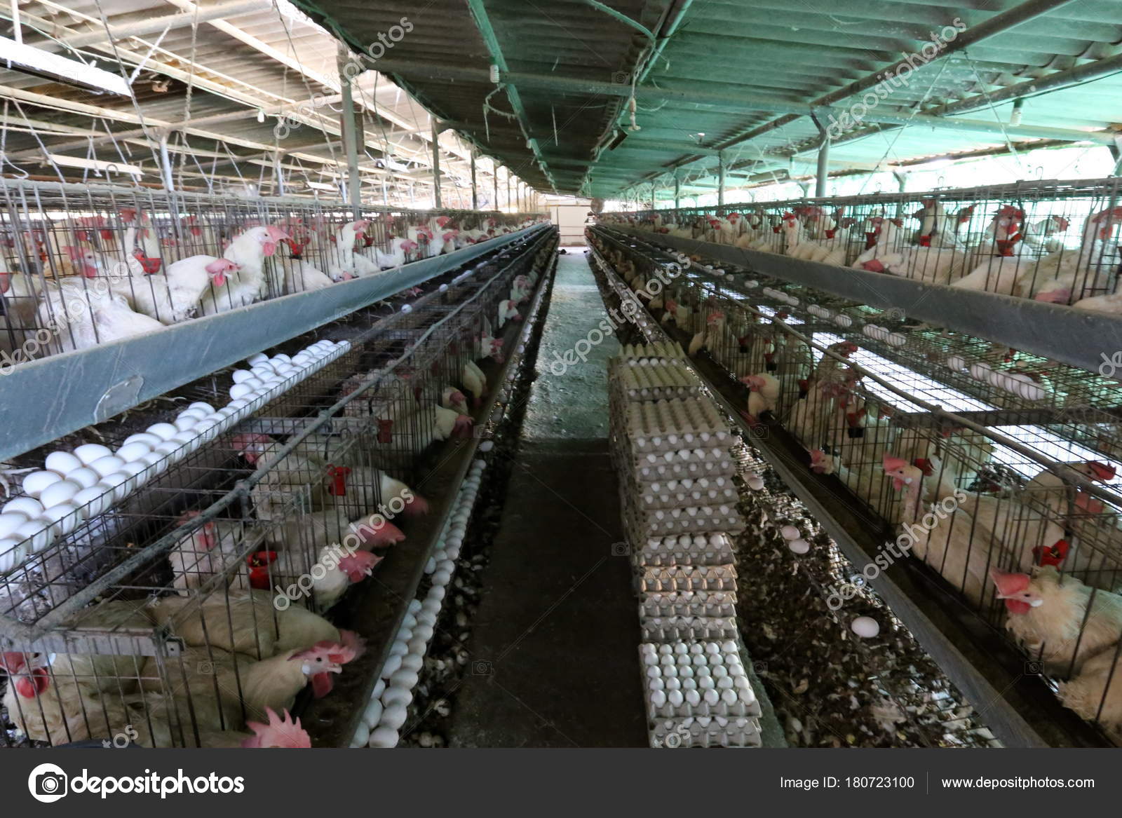 Cells Sit Hen Hens Stock Photo by ©shimonbar.mail.ru 180723100