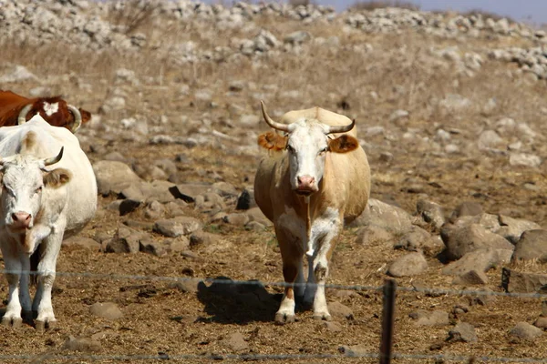Israel cattle Stock Photos, Royalty Free Israel cattle Images ...