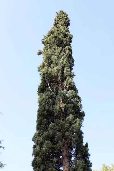 Hercules club tree Stock Photos, Royalty Free Hercules club tree Images ...