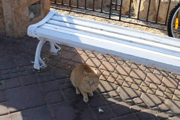 Kot na rowerze fotos de stock, imágenes de Kot na rowerze sin royalties ...