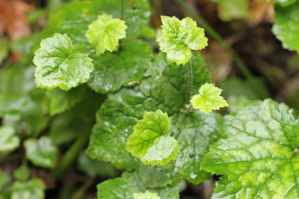 Small Leaves Over Big Leaves - Stock Image - Everypixel