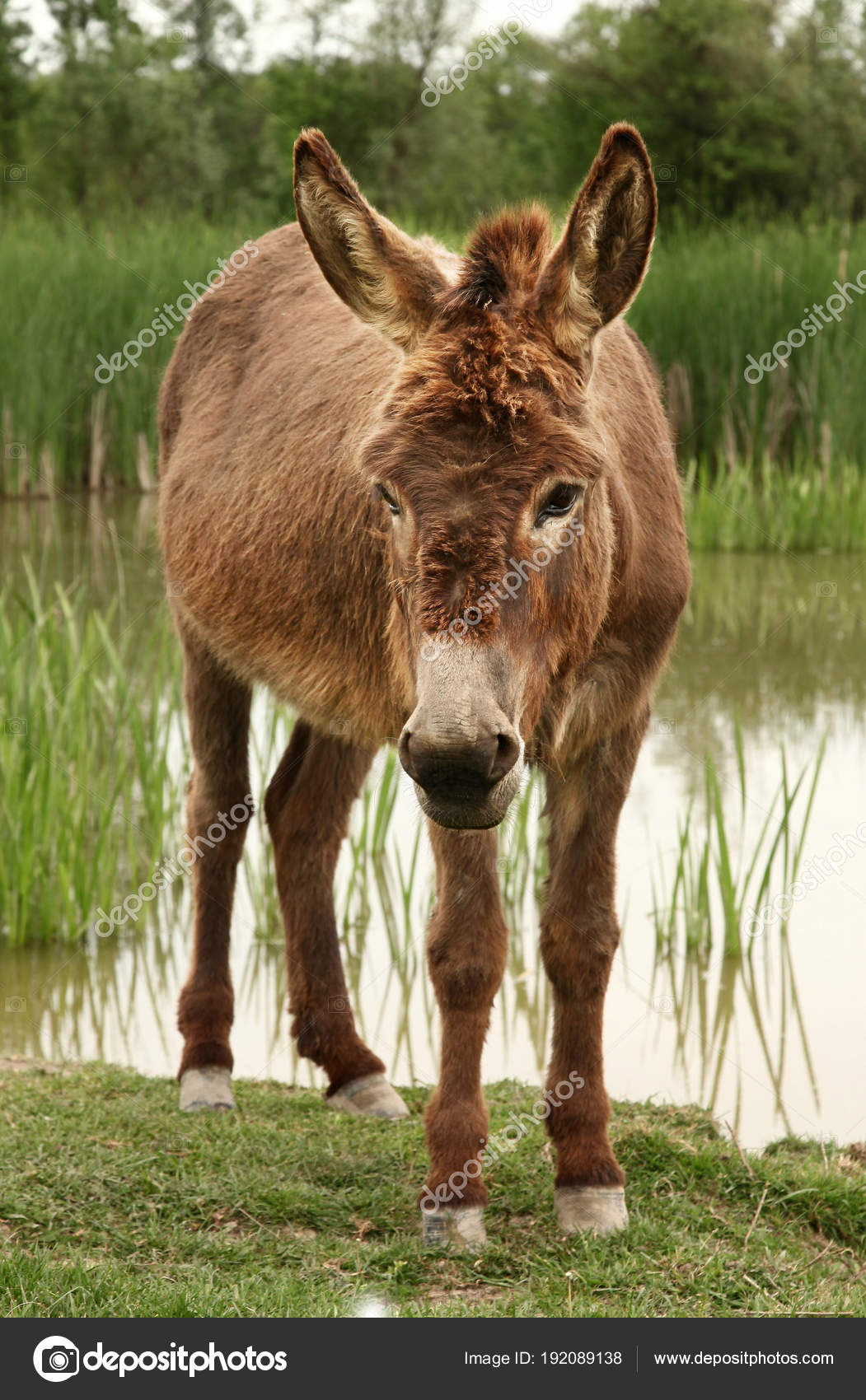 Brown Donkey