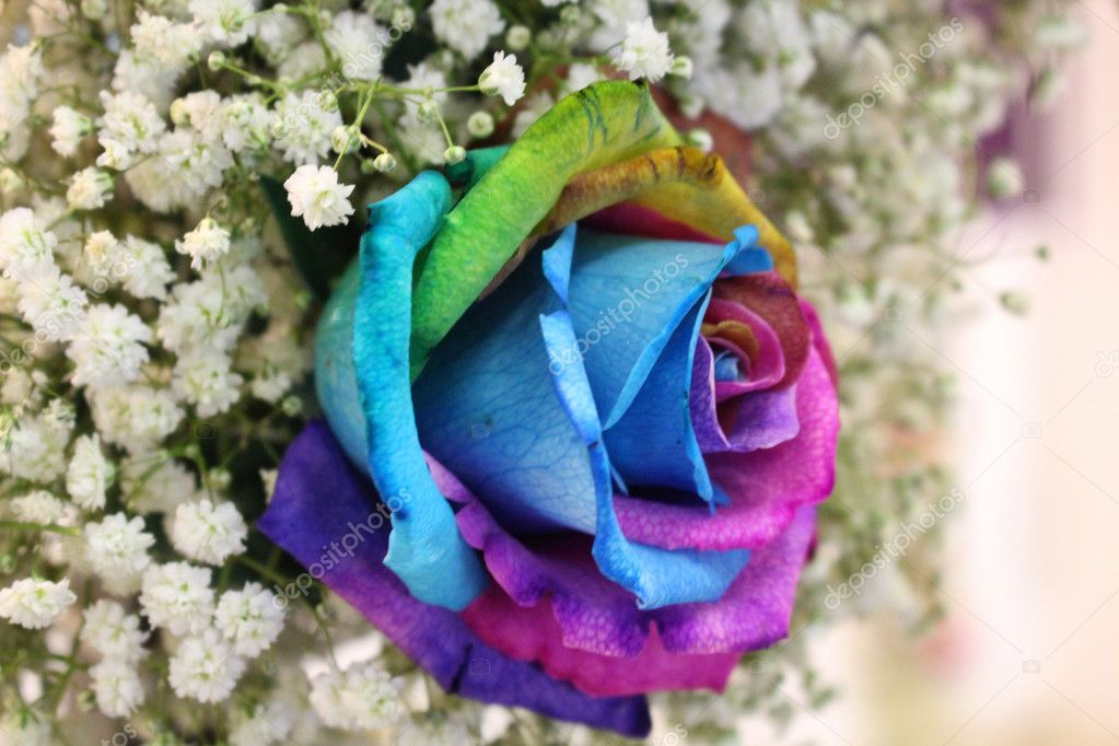 Rainbow rose LGBT love symbol — Stock Photo © dinogeromella #127542584